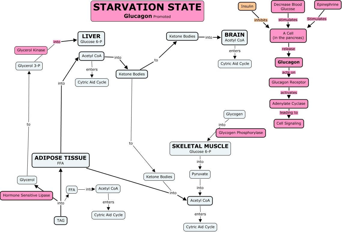 Starvation State